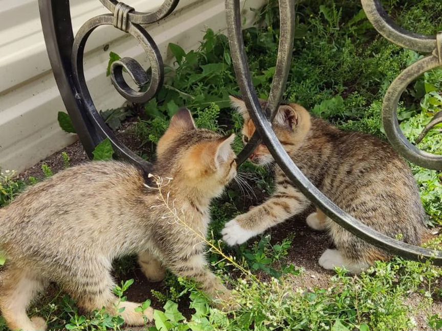 Котята в добрые руки приучены к лотку. Девочки