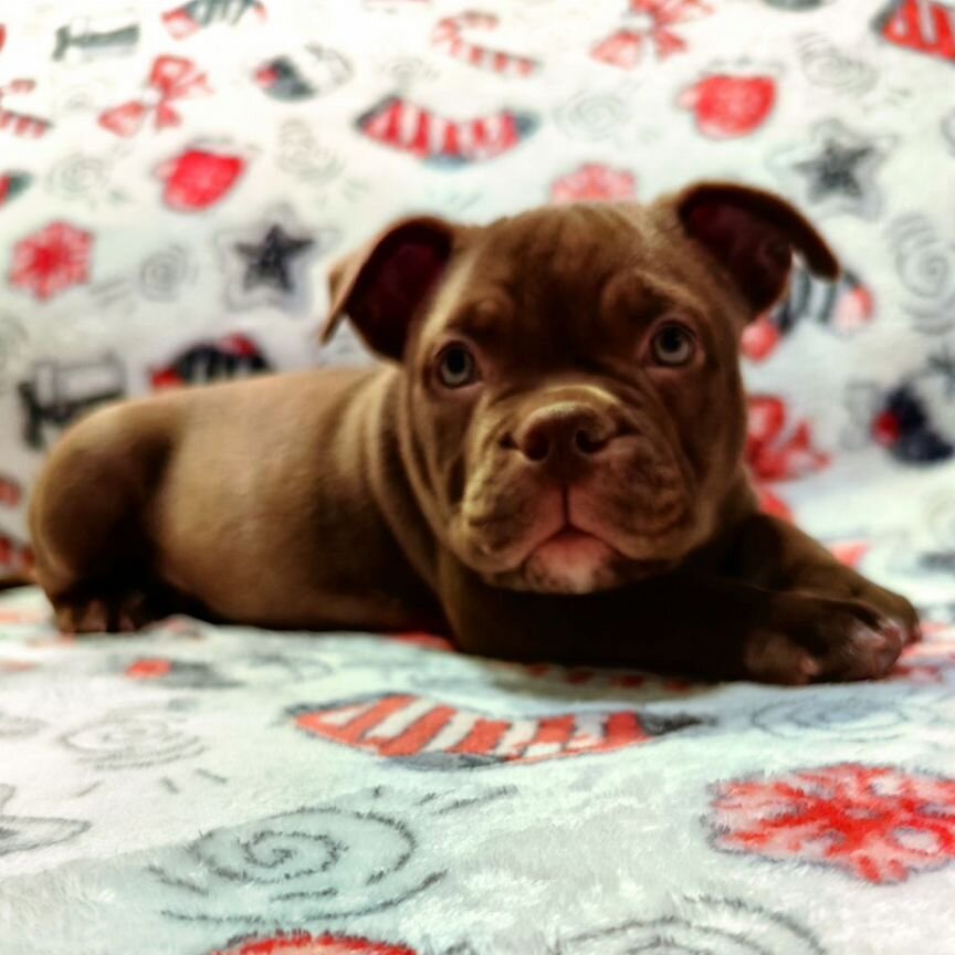 Американская булочка