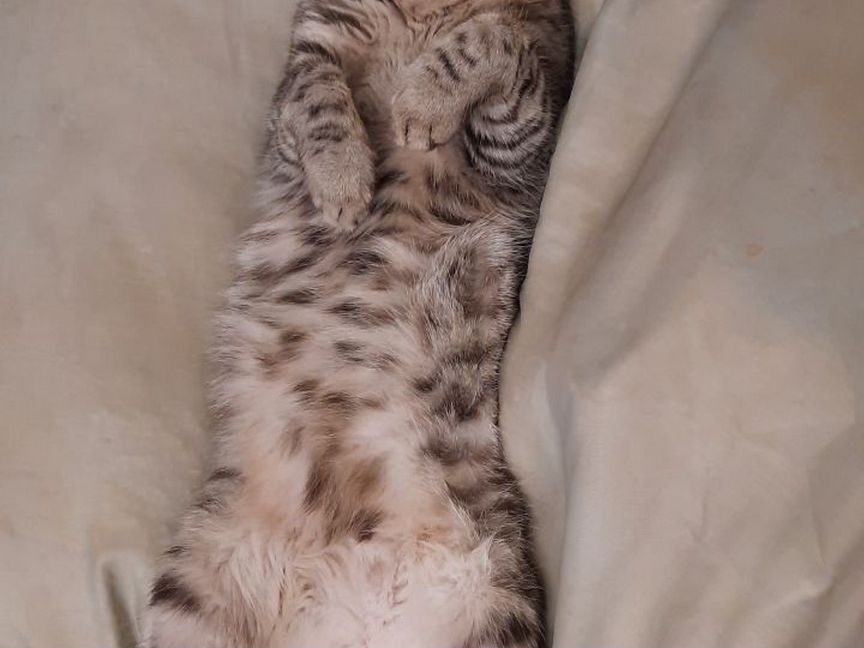 Отдам кота в добрые руки