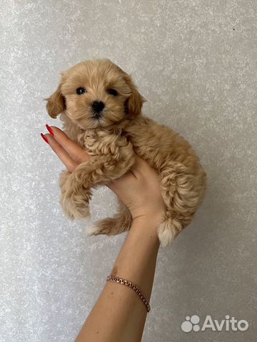 Мальтипу ф1 замечательная девочка мини-мини