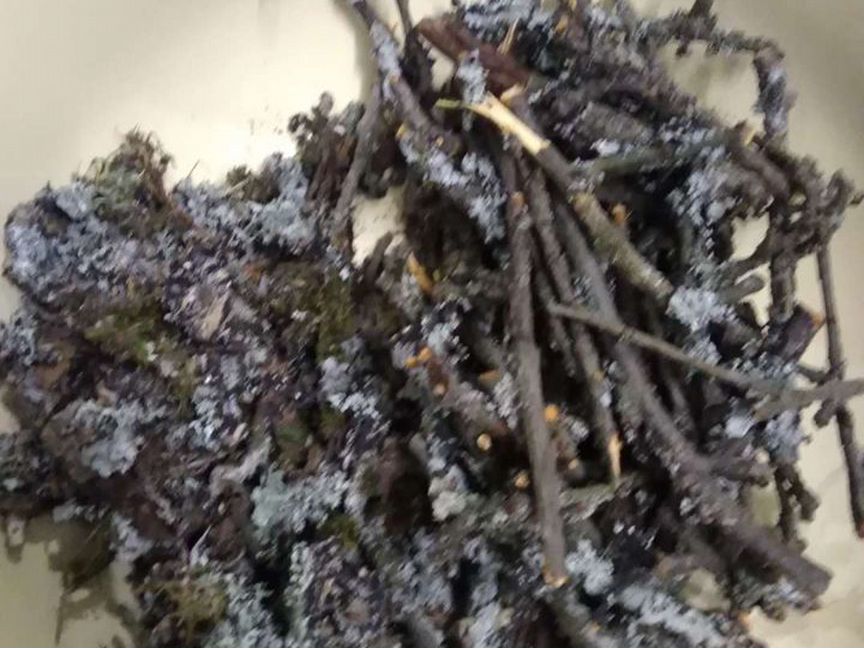 Лишайник для улиток