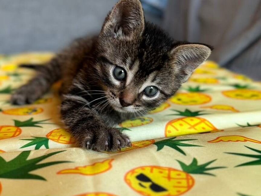 Котенок в дотрые руки