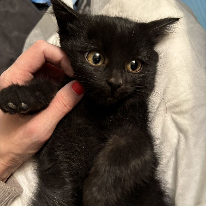 Котенок девочка в добрые руки