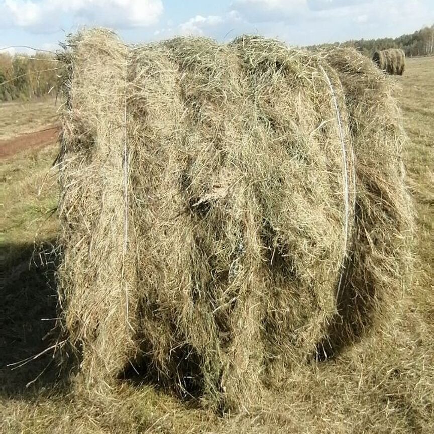 Продам сено в рулонах