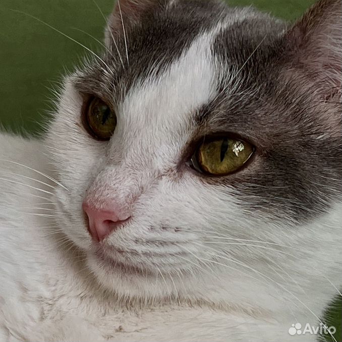 Пятнистый пират, котик