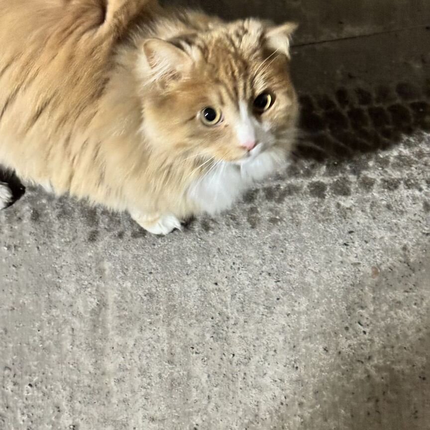 Кошечка в добрые руки