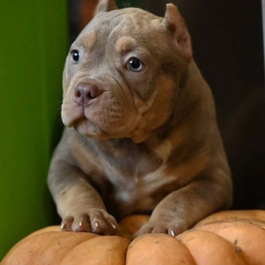 Американский булли, щенок