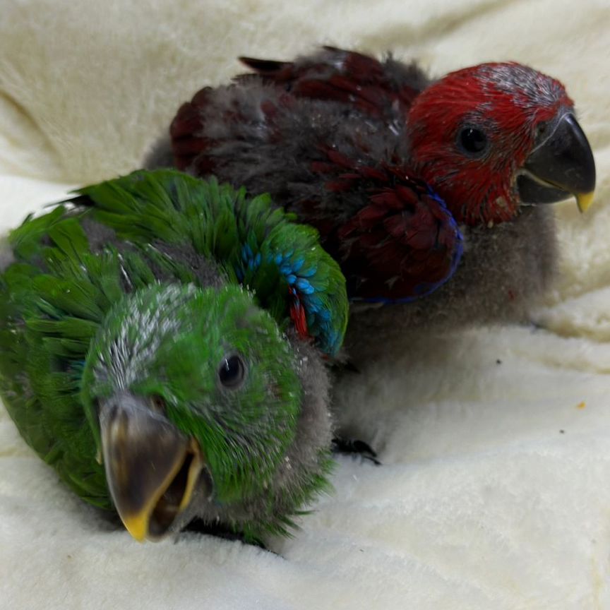 Попугай эклектус выкормыш ручной птенец