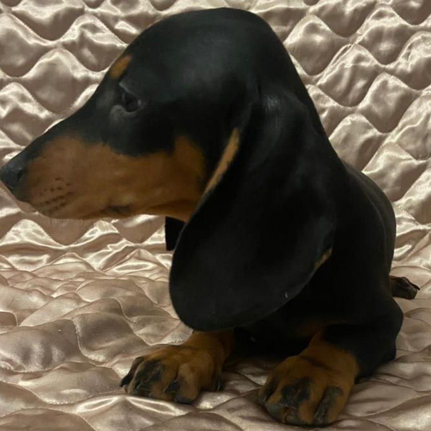 Карликовая такса, щенок