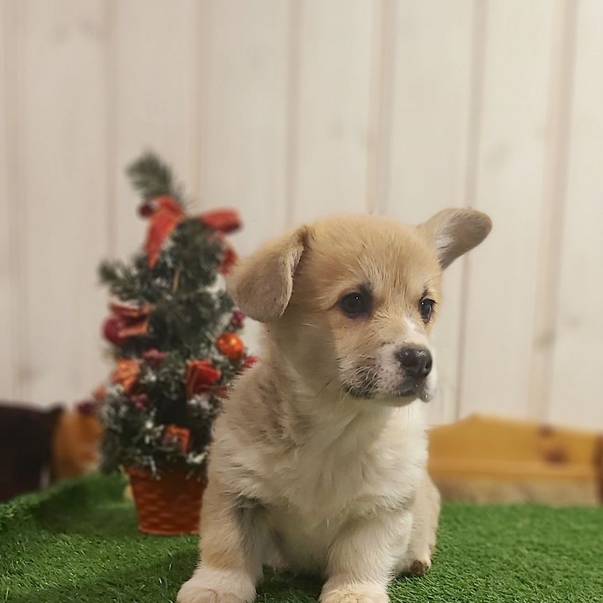 Корги натуральные бобтейлы
