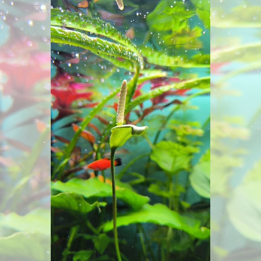 Аквариумное растение