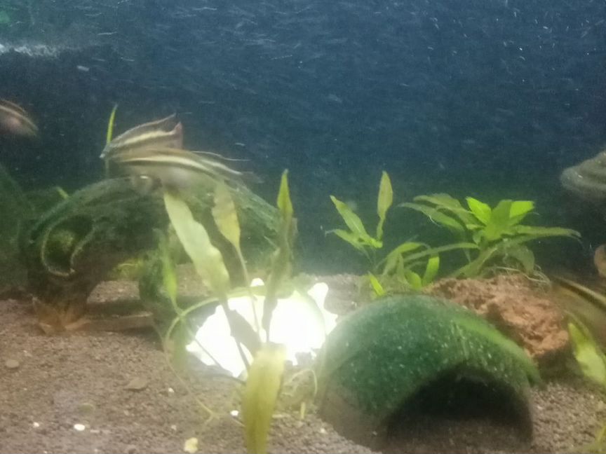 Аквариумные рыбки