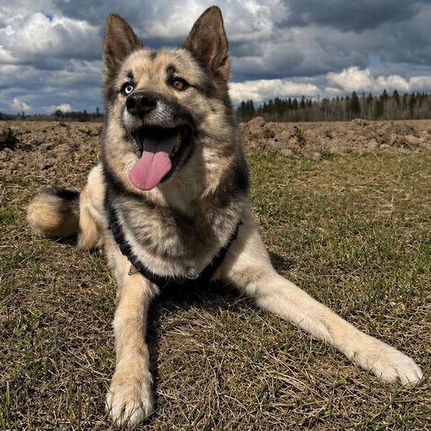 Взрослый пёс в добрые руки