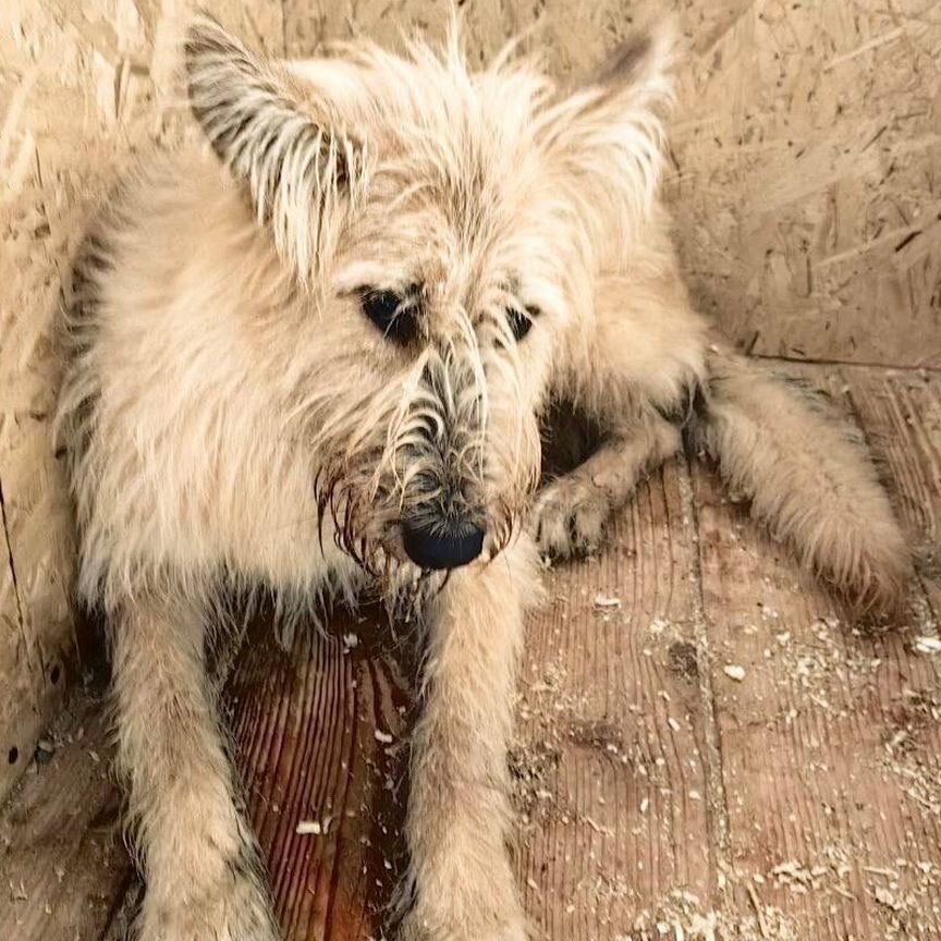 Взрослый пёс в добрые руки