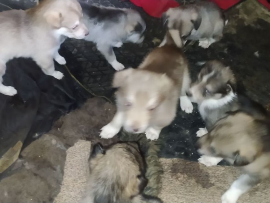 Щенки западно сибирской лайки