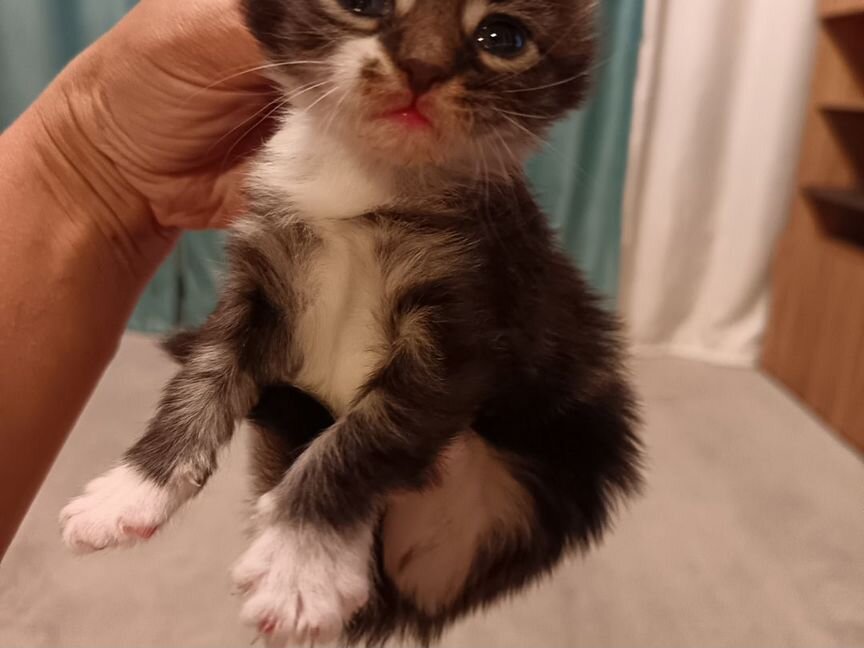 Котик в дар