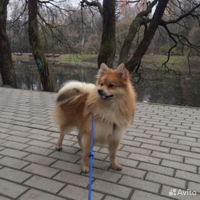Средний немецкий шпиц