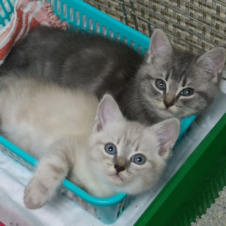 Котята ищут дом