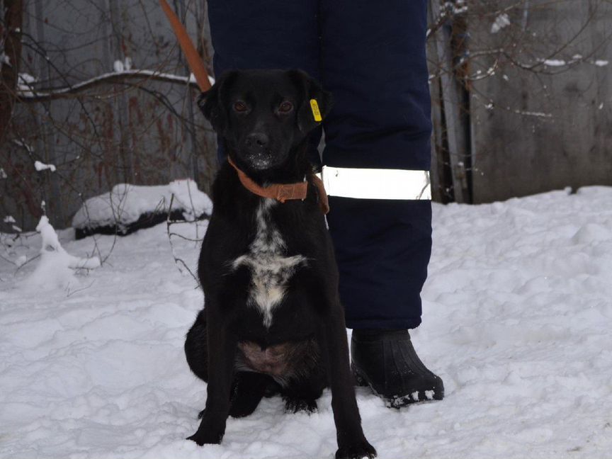 Машка ищет семью