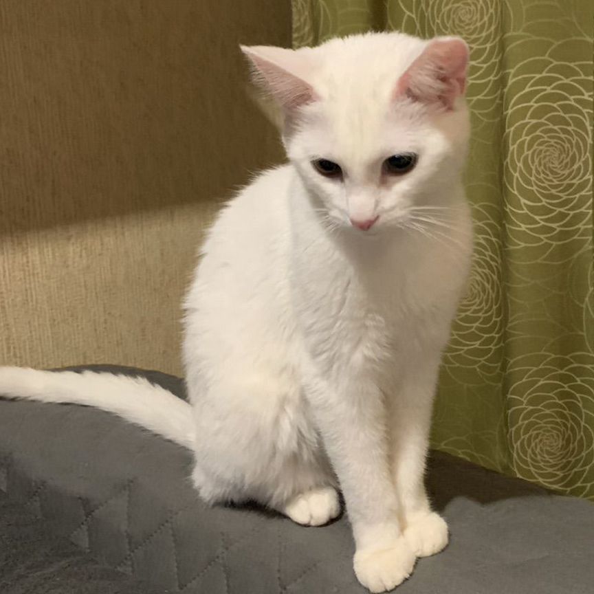 Молодая кошечка