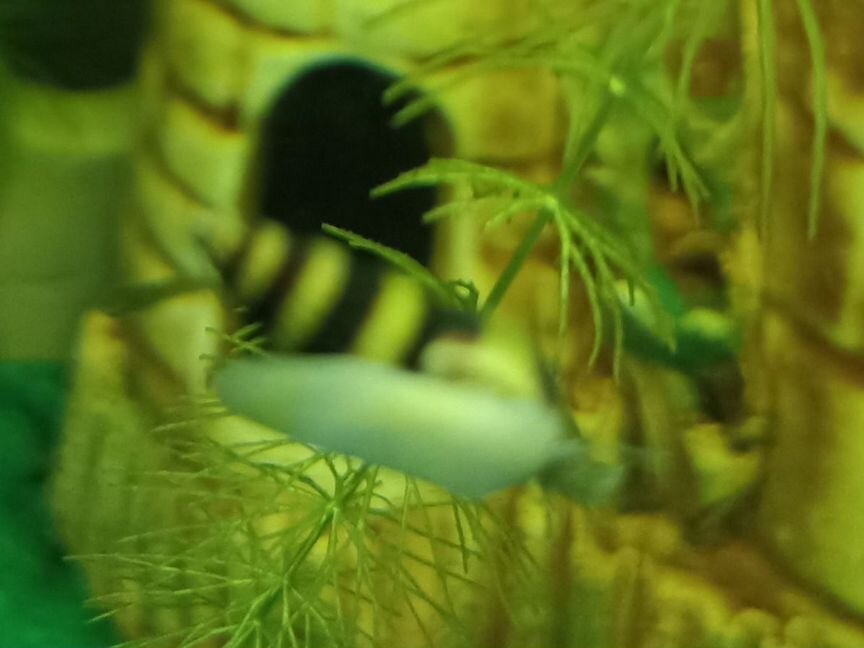 Улитки, Хелена и Мелания