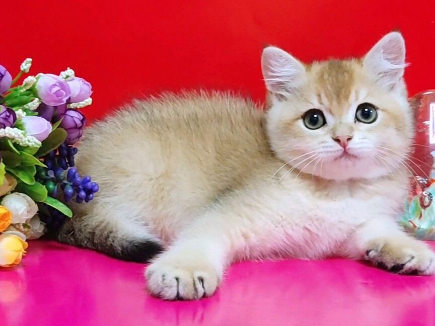 Золотой британец - красивейший мурчун