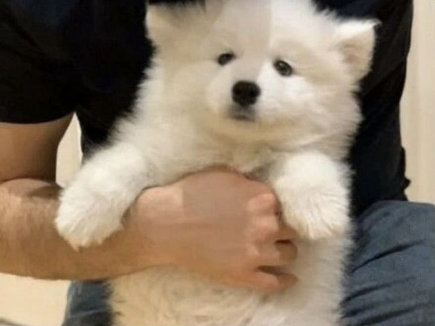 Самоедская лайка щенки