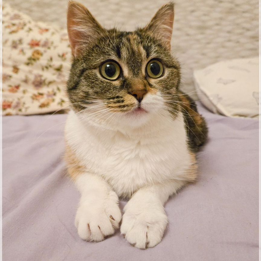 Шотландская прямоухая короткошёрстная, взрослая кошка