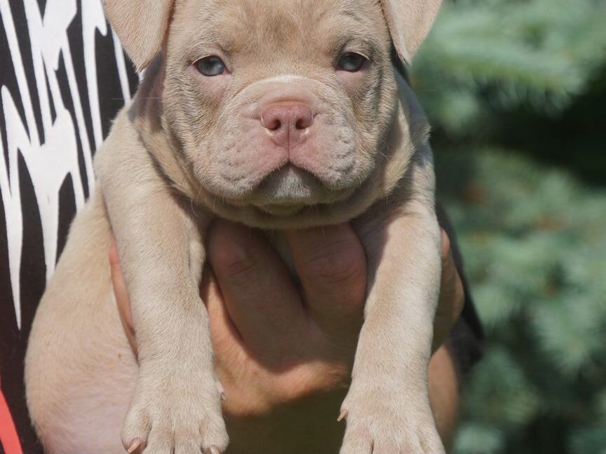 Американский булли девочка лиловая