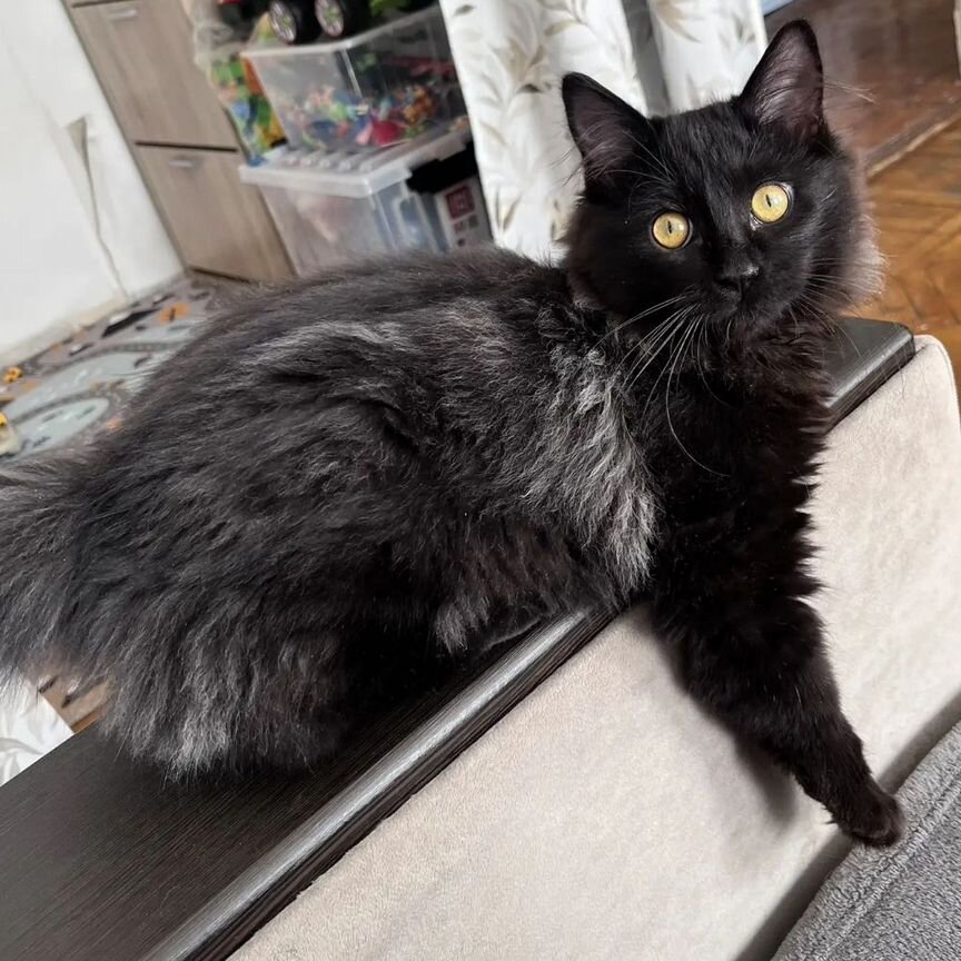 Курильский бобтейл длинношёрстный котёнок