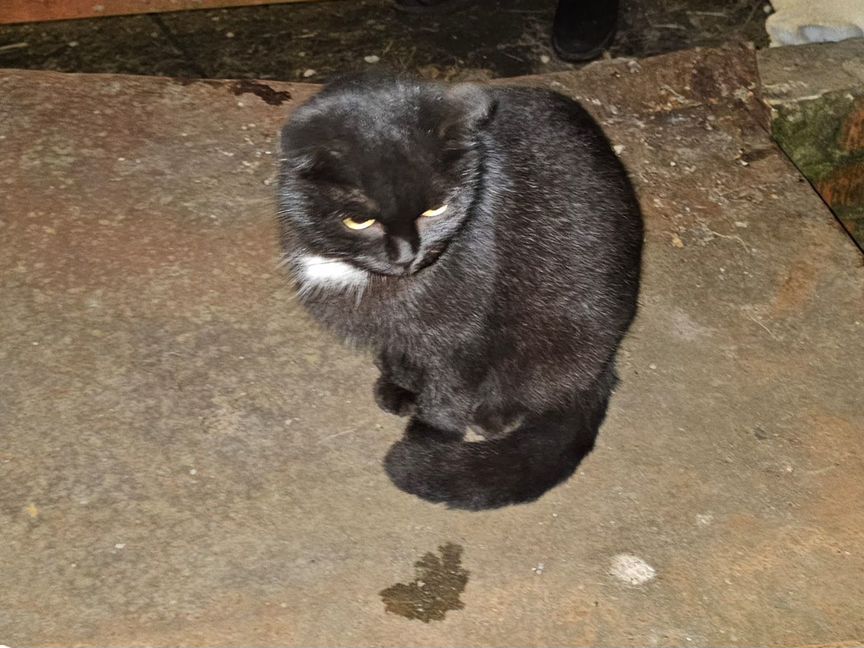 Вислоушка в хорошие добрые и ответственные руки