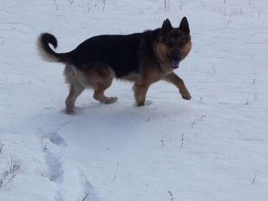 Щенки немецкая овчарка и русского спаниеля