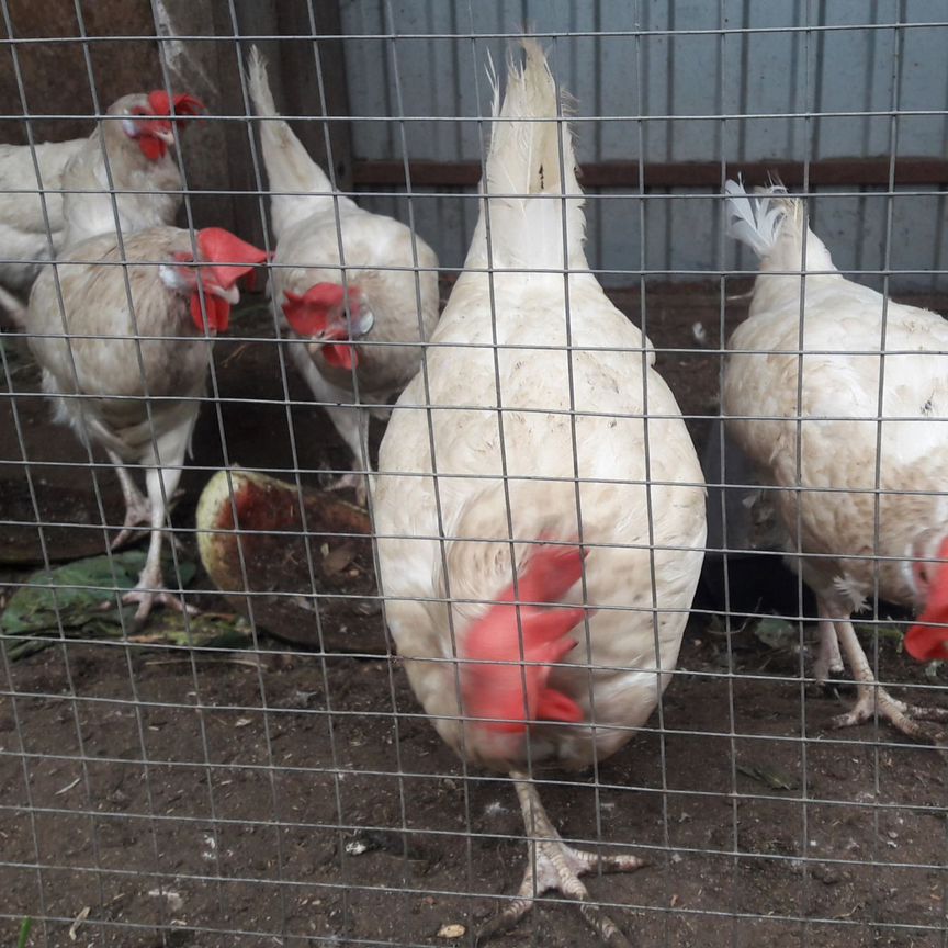 Куры-несушки