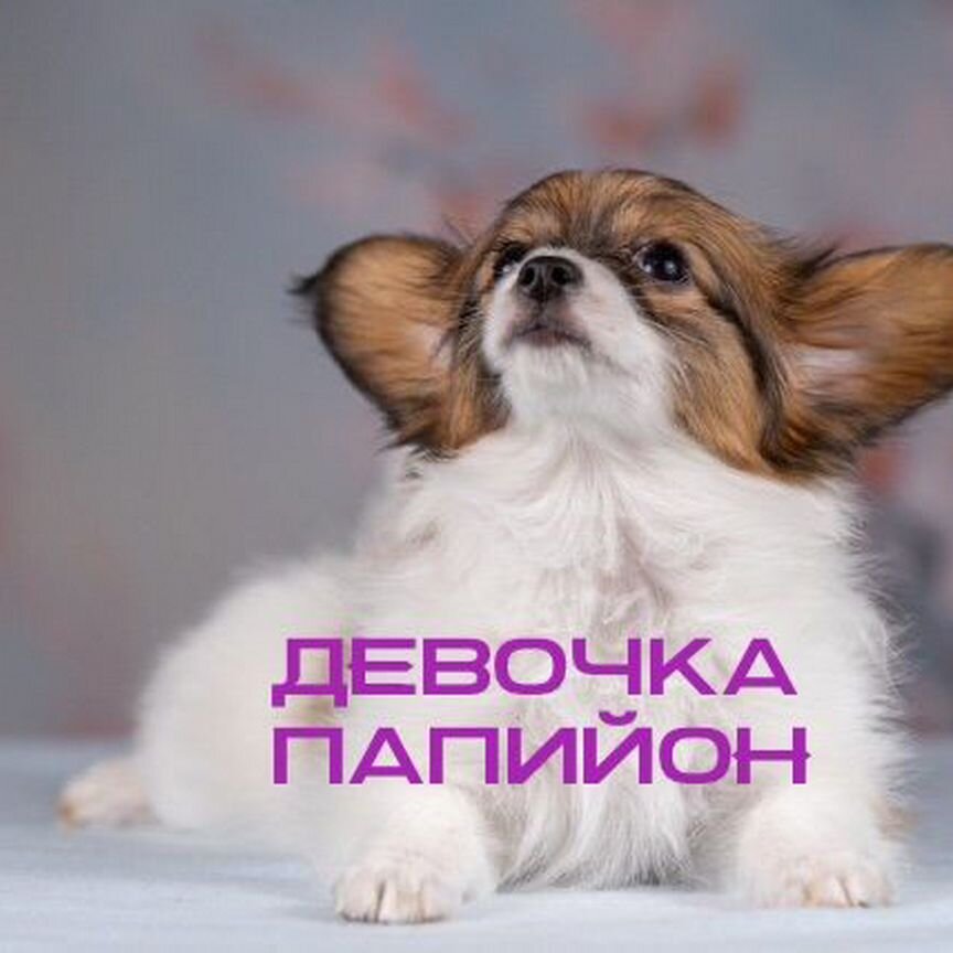 Щенки папийона