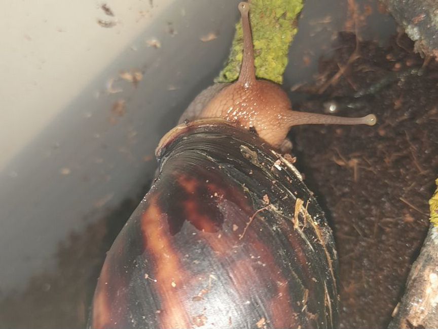 Палочки с лишайником