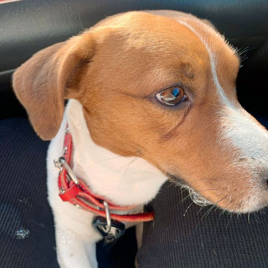 Джек рассел терьер,мальчик