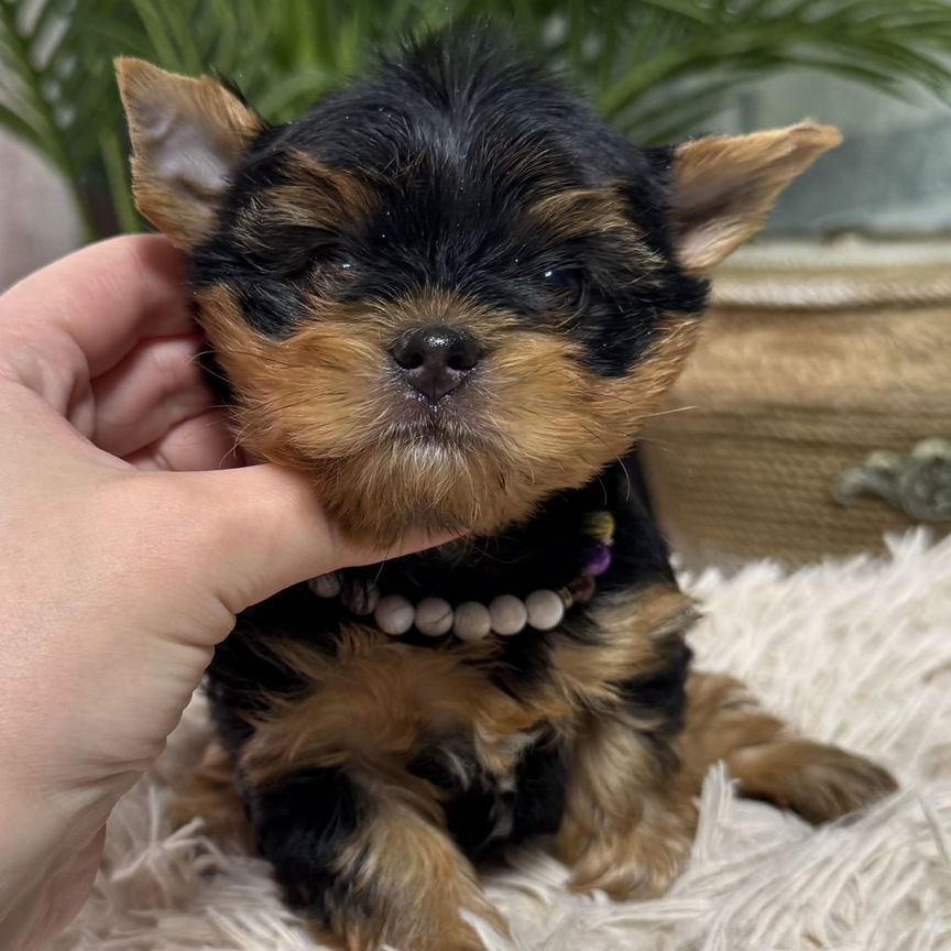 Йоркширский терьер, щенок