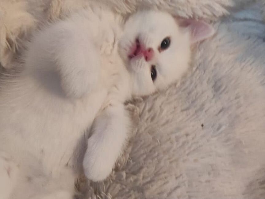 Турецкая ангора