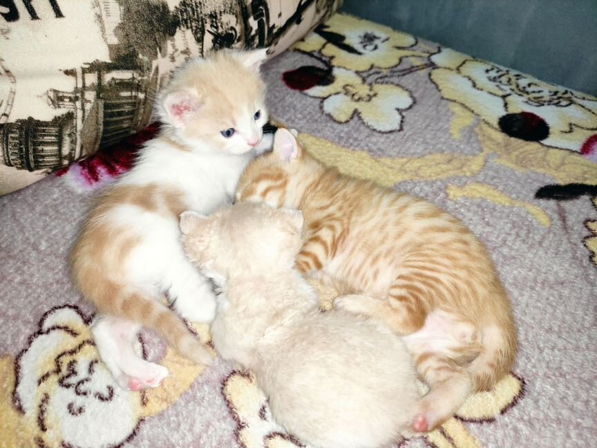 Котик Красный Арлекин