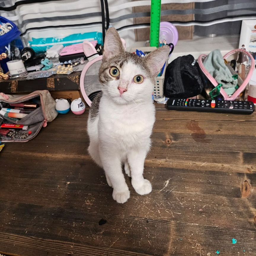 Котики бесплатно в добрые руки