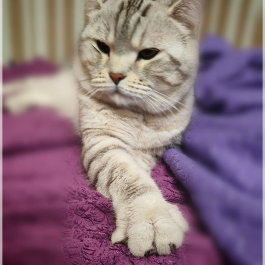 Шотландский кот вязка