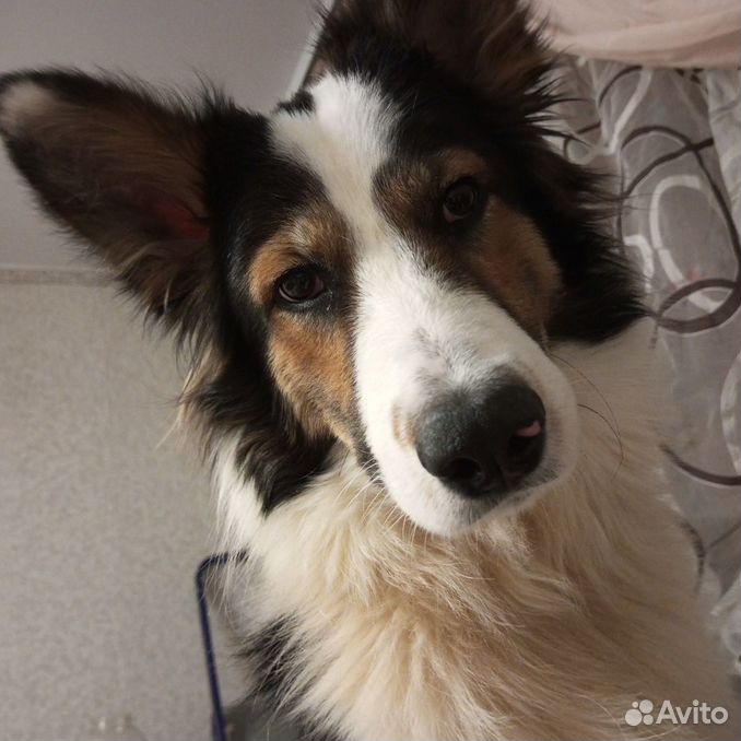 Бордер колли для вязки