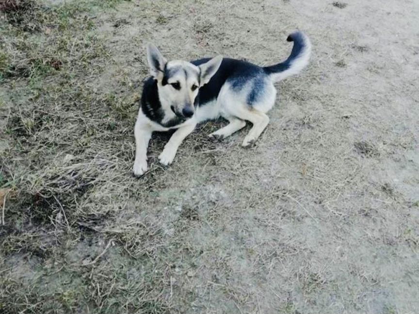 Собака в добрые руки