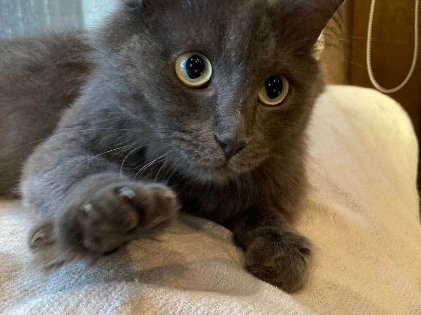 Сибирский кот