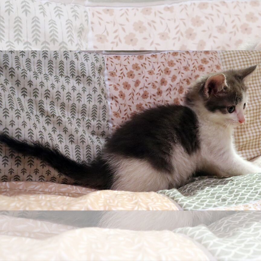 Котёнок в добрые руки