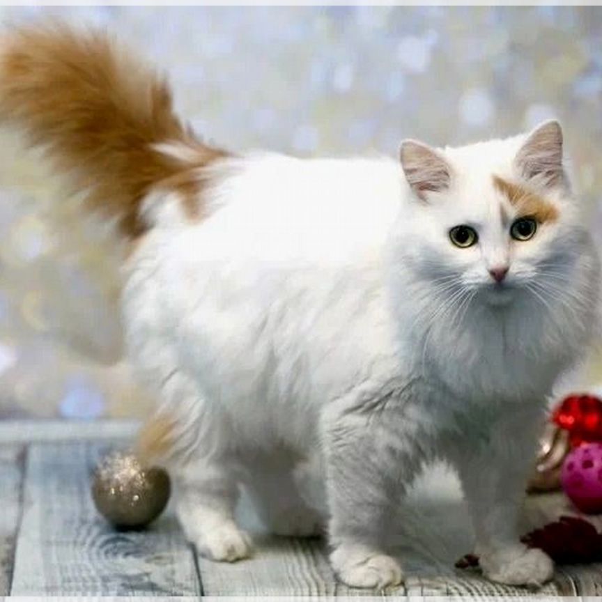 Котик в добрые руки