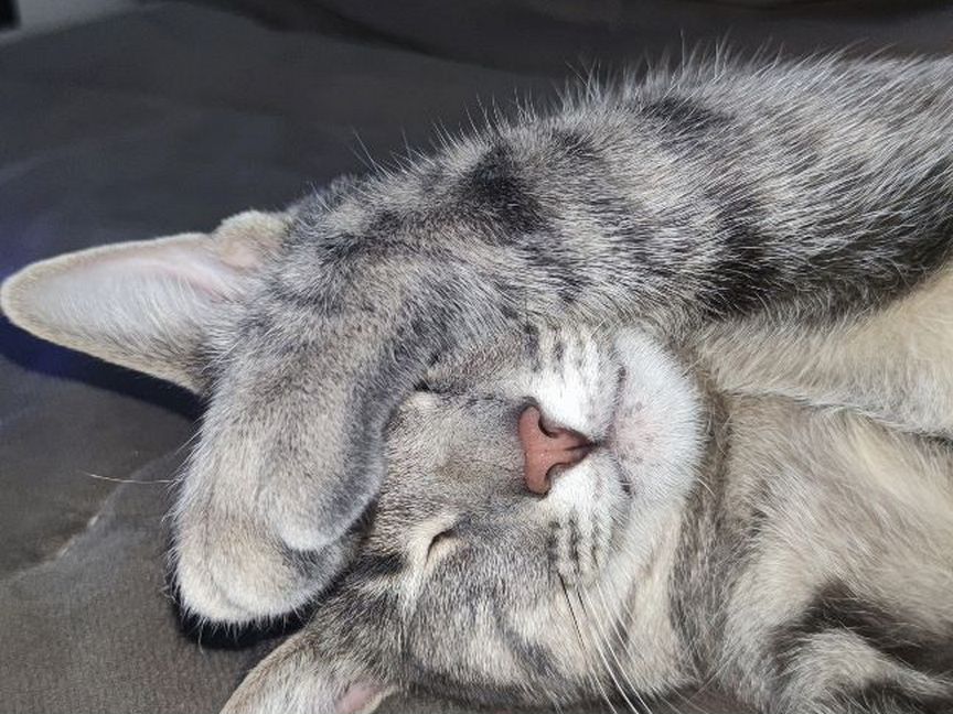 Кот в добрые руки