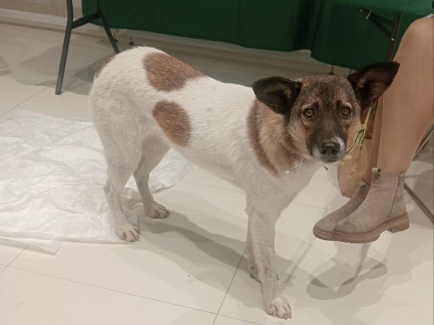 Ласковая зайка ждёт семью