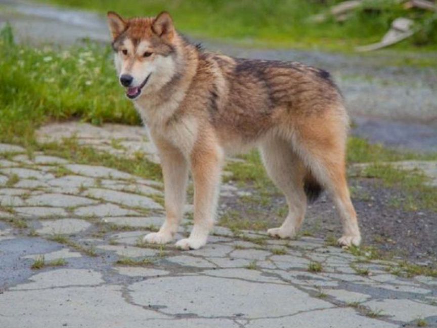 Красавица в свой дом