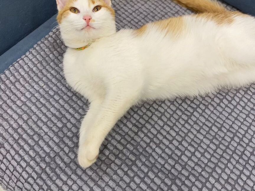 Кошка котенок рыжунька
